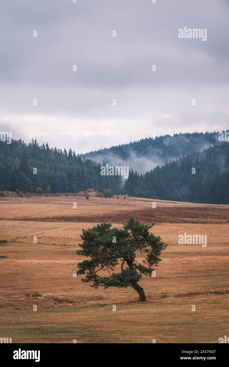 Single tree in misty sunrise hi-res stock photography and images - Alamy