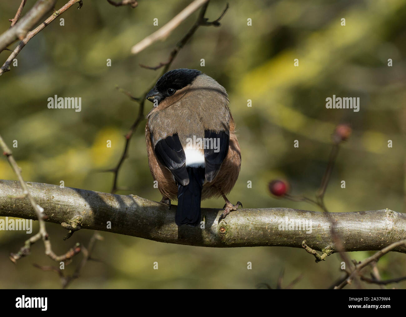 Female bullfinch showing white rump hi-res stock photography and images ...