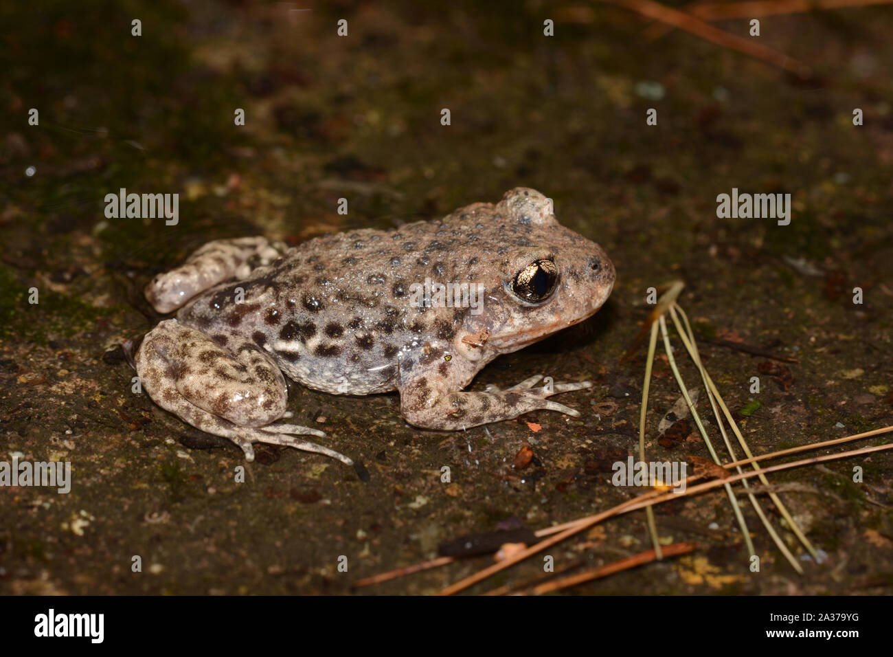Male common midwife toad alytes obstetricans hi-res stock photography ...