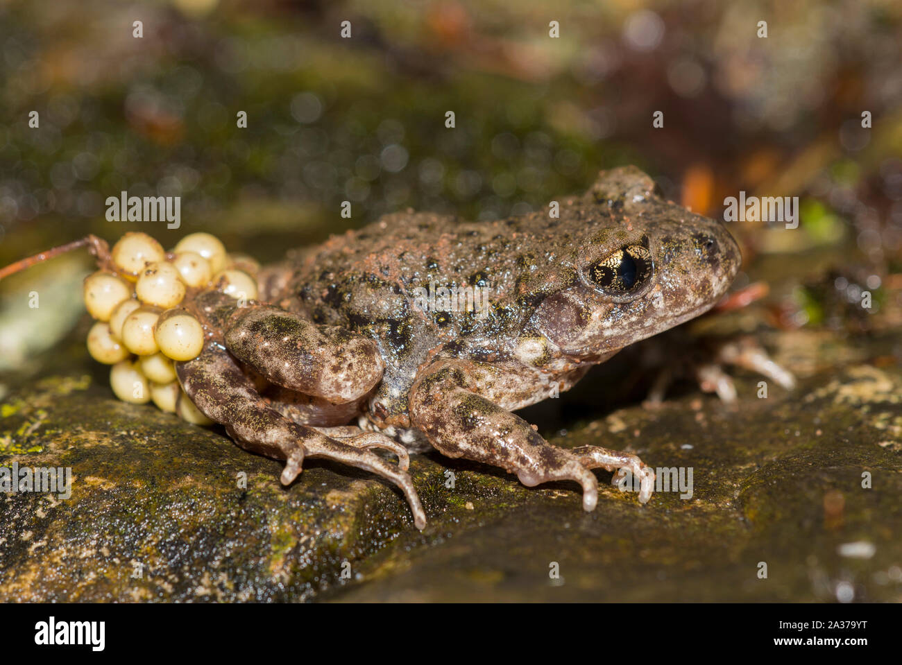 Toad eggs hi-res stock photography and images - Alamy