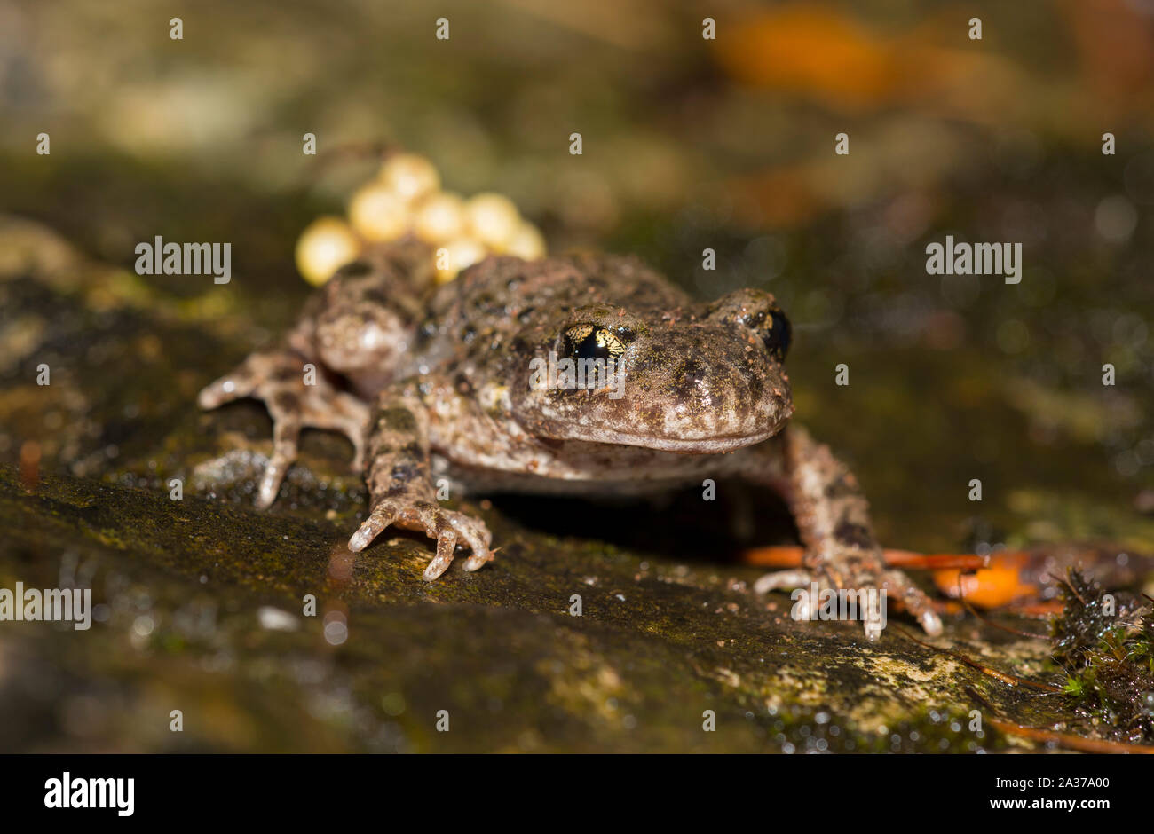 Male Common Midwife Toad (Alytes obstetricans) carrying its eggs in ...