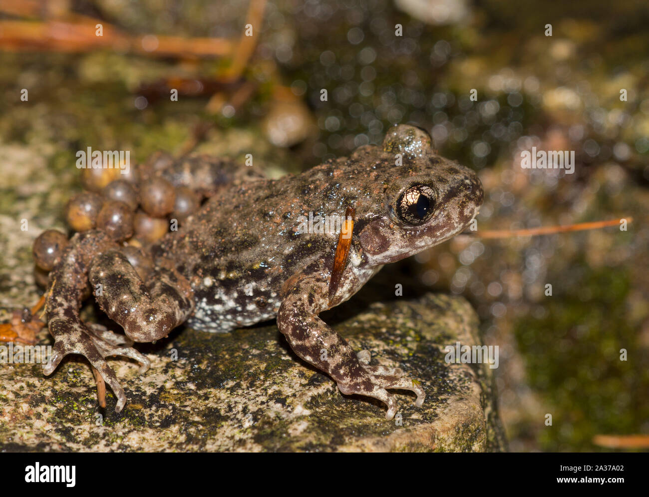 Male Common Midwife Toad (Alytes obstetricans) carrying its eggs in ...