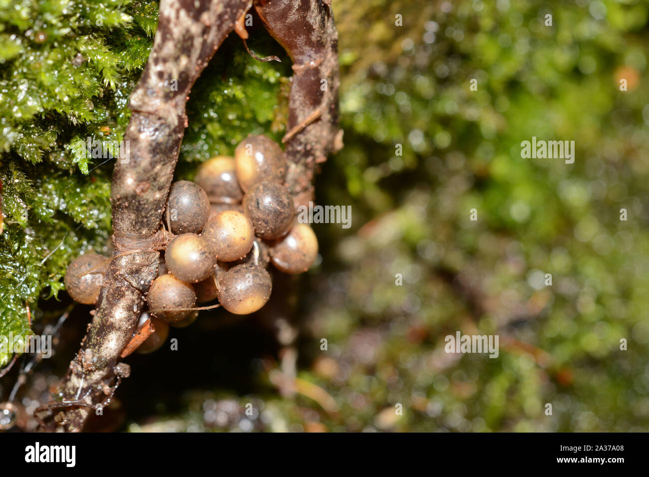 Male common midwife toad carrying eggs hi-res stock photography and images - Alamy
