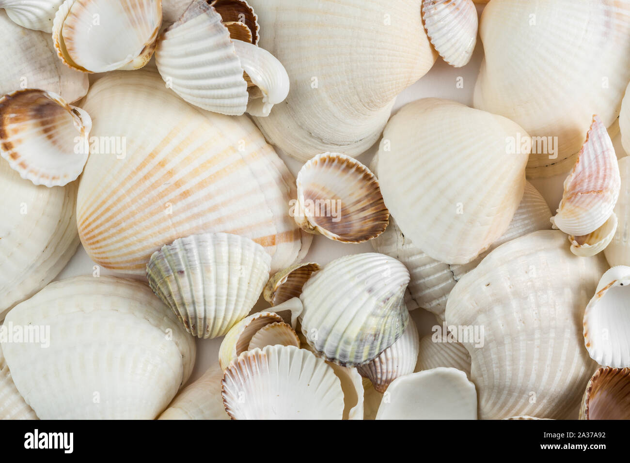 background of small shells beige shades on a white background Stock ...
