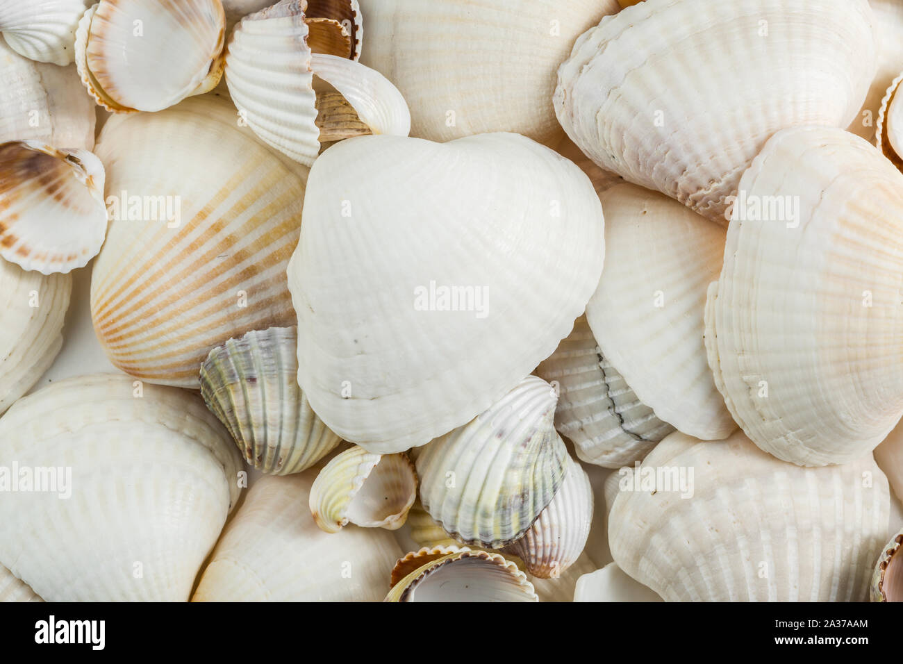 background of small shells beige shades on a white background Stock ...