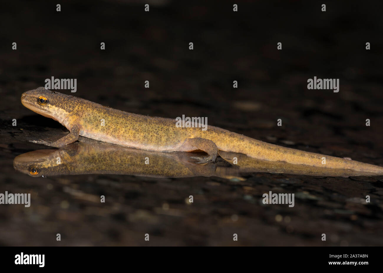 Female palmate newt lissotriton helvetica hi-res stock photography and ...
