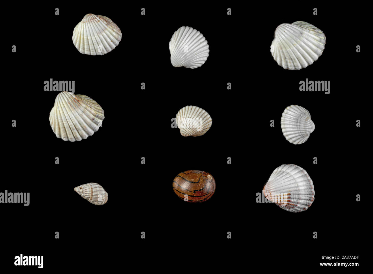 small shells of different shapes beige shades on a black isolated ...
