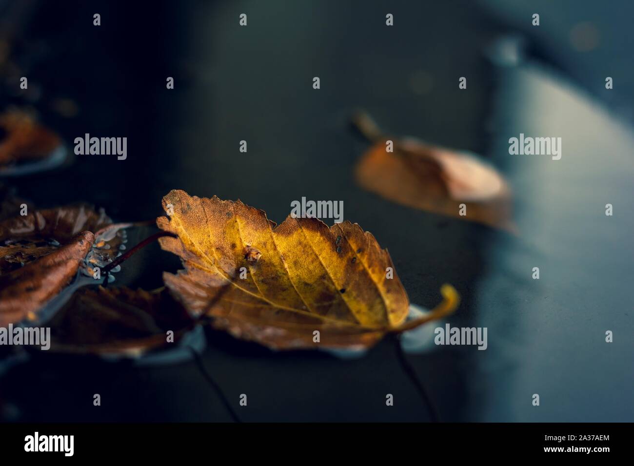 A portrait of a yellow and brown colored fallen leaf, fallen down into ...