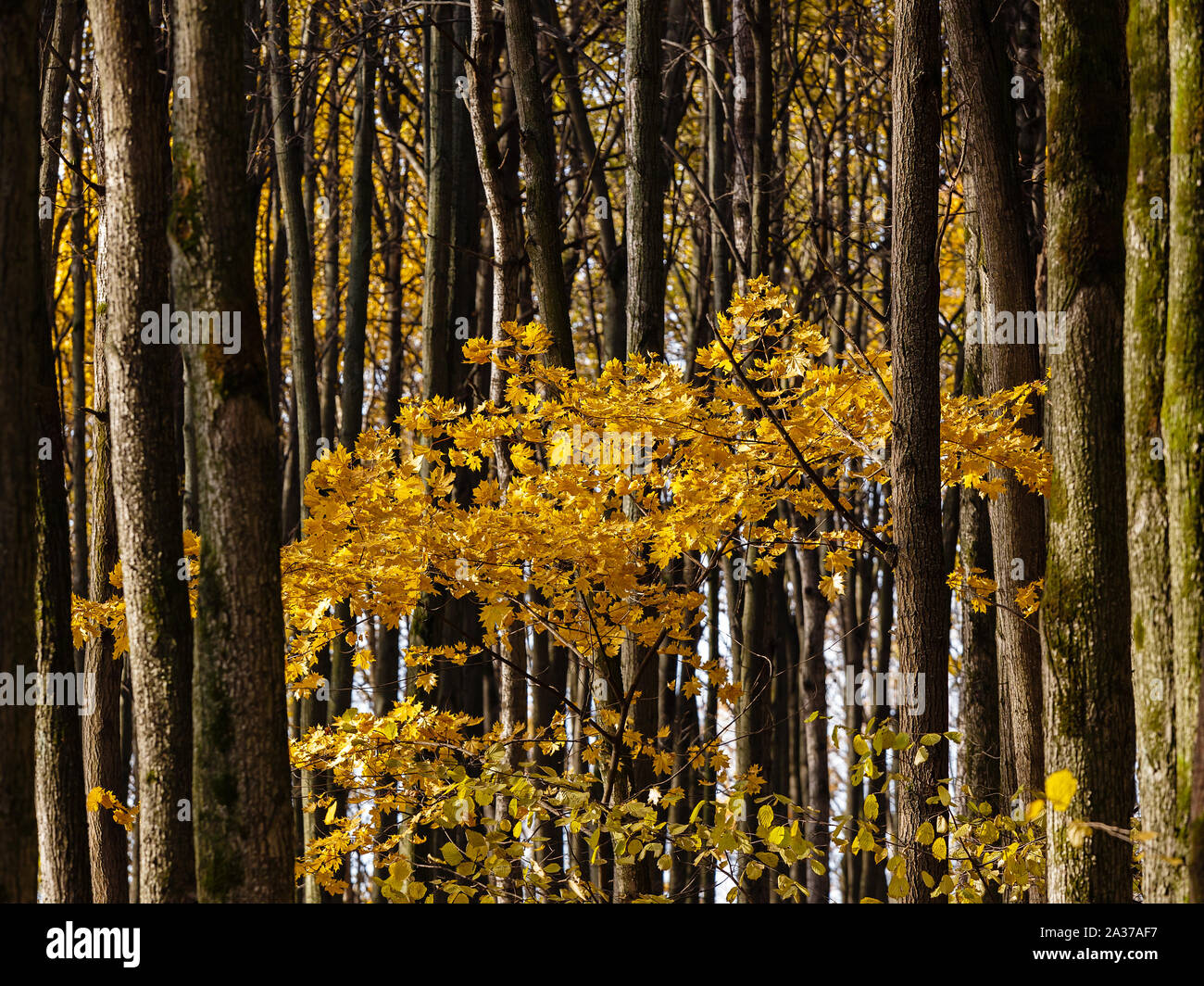 Tall park hi-res stock photography and images - Alamy