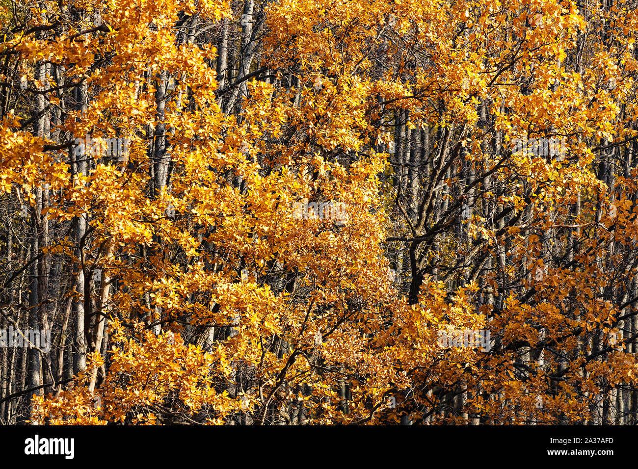 Gold leaves pattern hi-res stock photography and images - Alamy