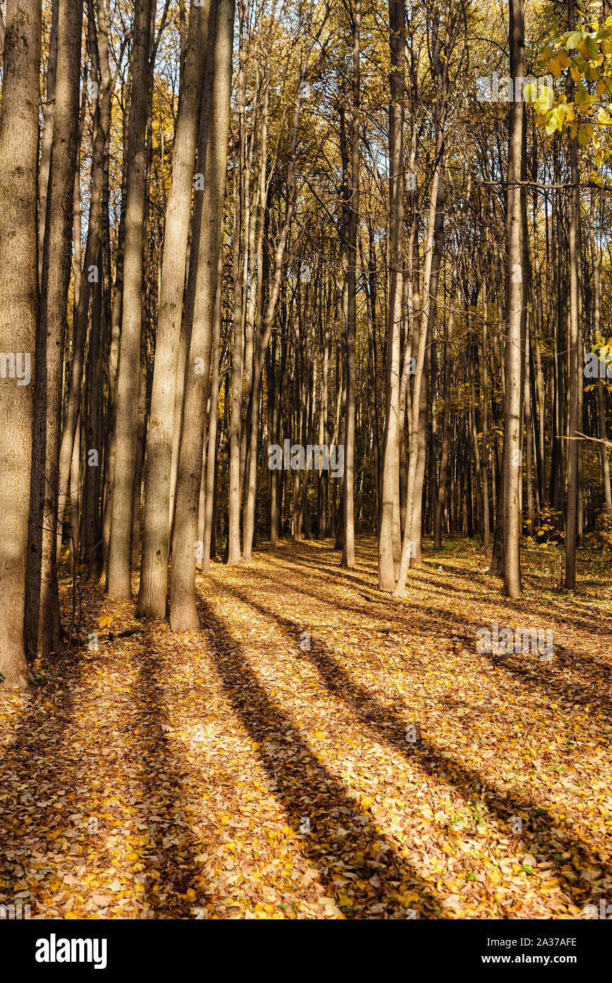 Long trees in forest from hi-res stock photography and images - Alamy