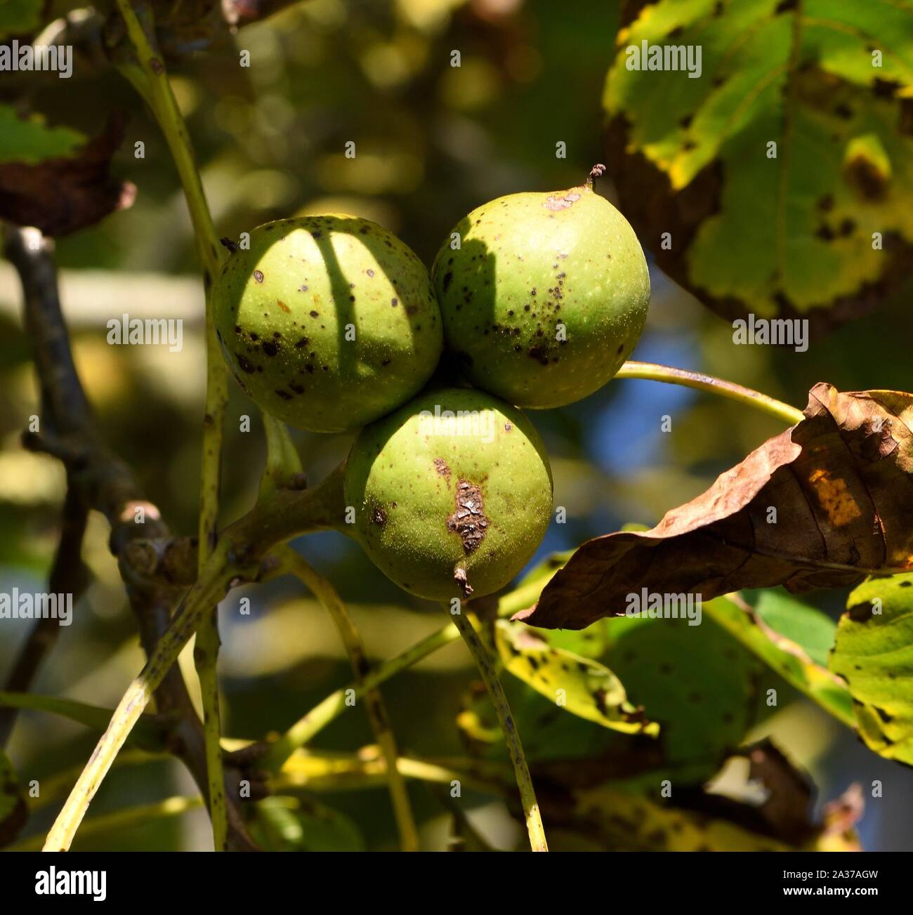 Common walnut juglans regia hi-res stock photography and images - Alamy