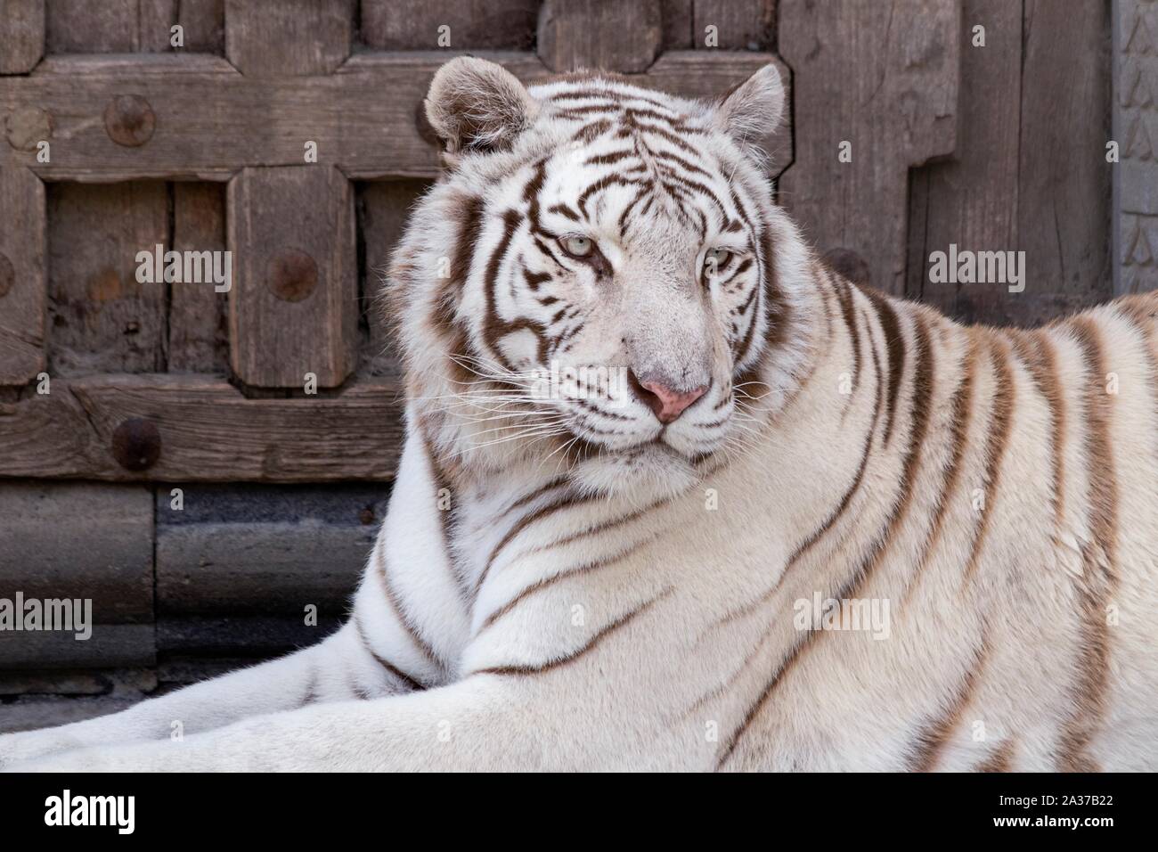 A portrait of a white siberian tiger lying in front of a closed wooden ...