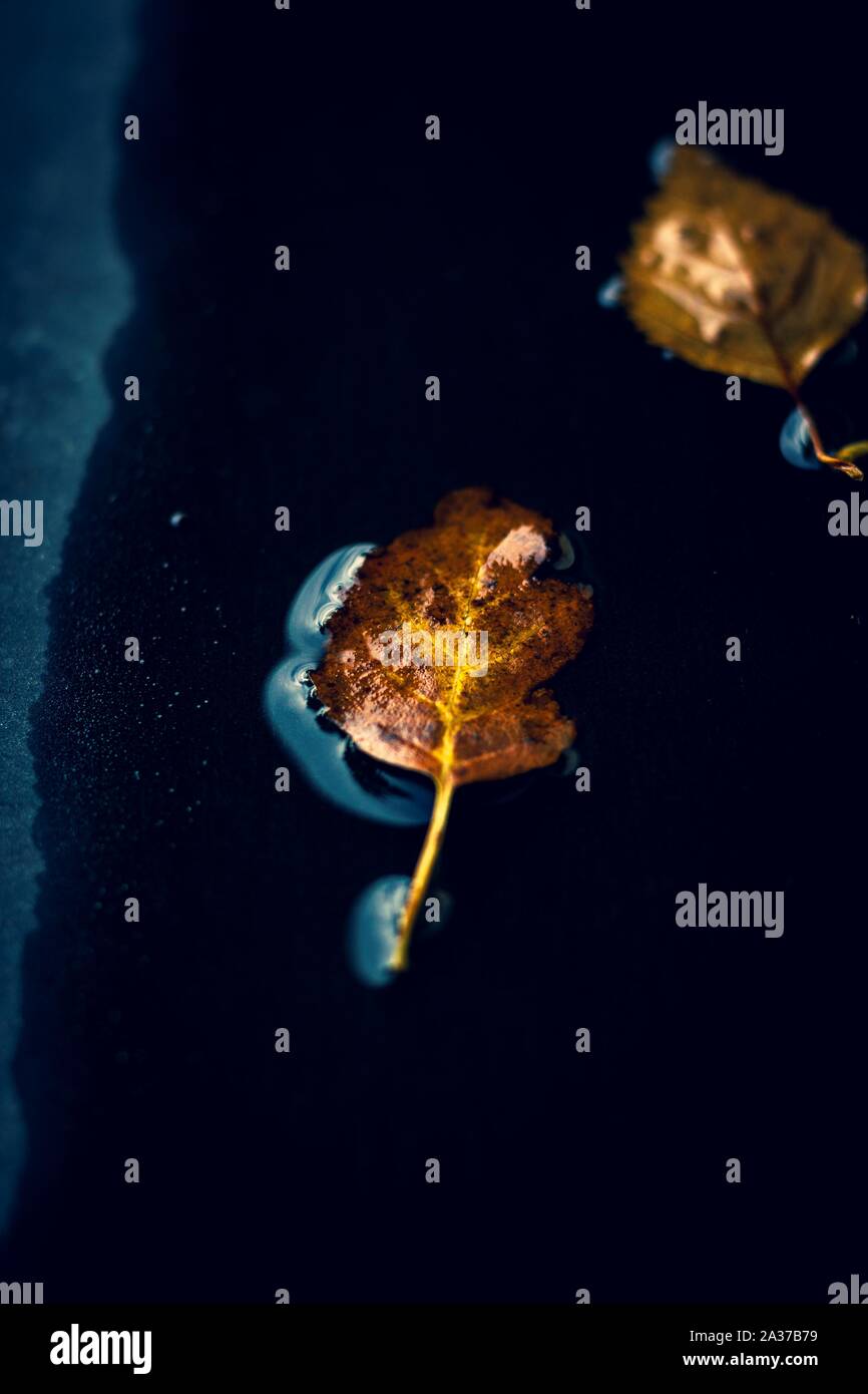 Leaves puddle reflection hi-res stock photography and images - Alamy