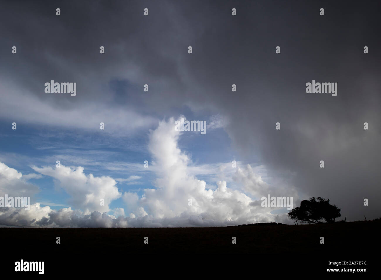 Silhouetted windswept stunted tree on farm grassland field in rural ...