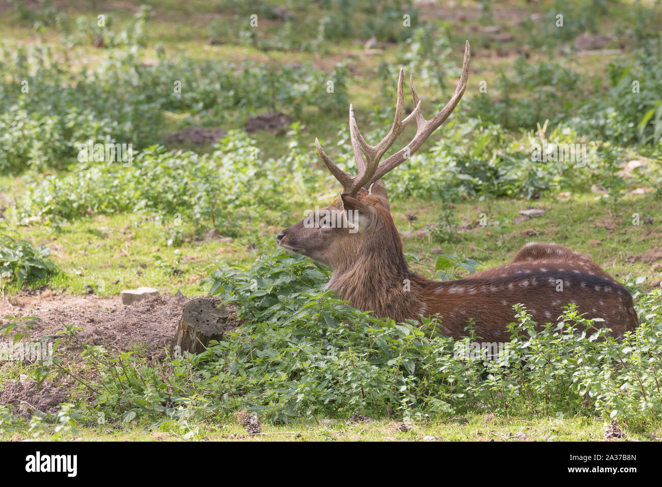 Side view of lying Persian fallow deer. The animal is looking ahead ...