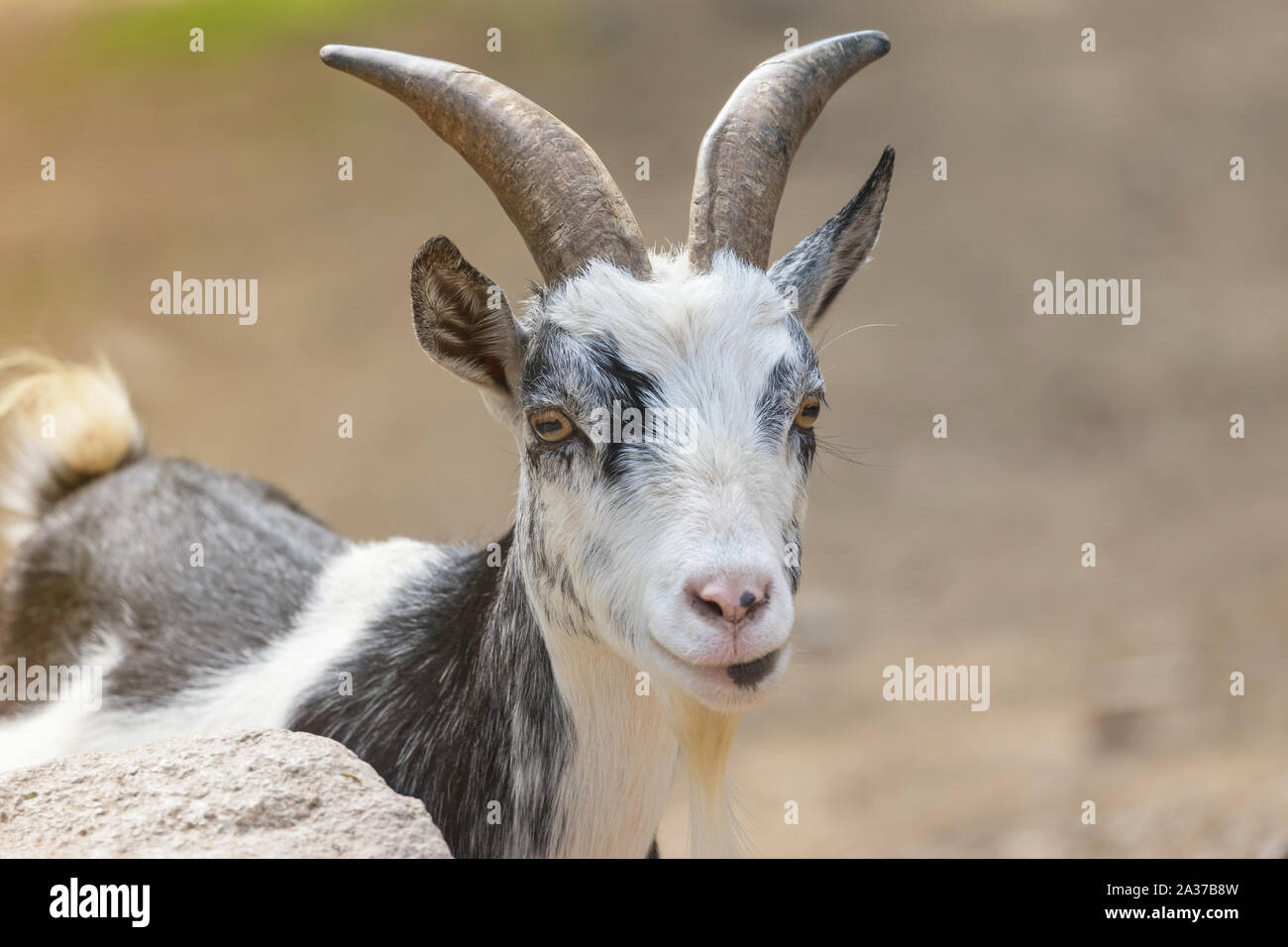Front view of posing Dutch Dwarf Goat looking at the camera Stock Photo ...