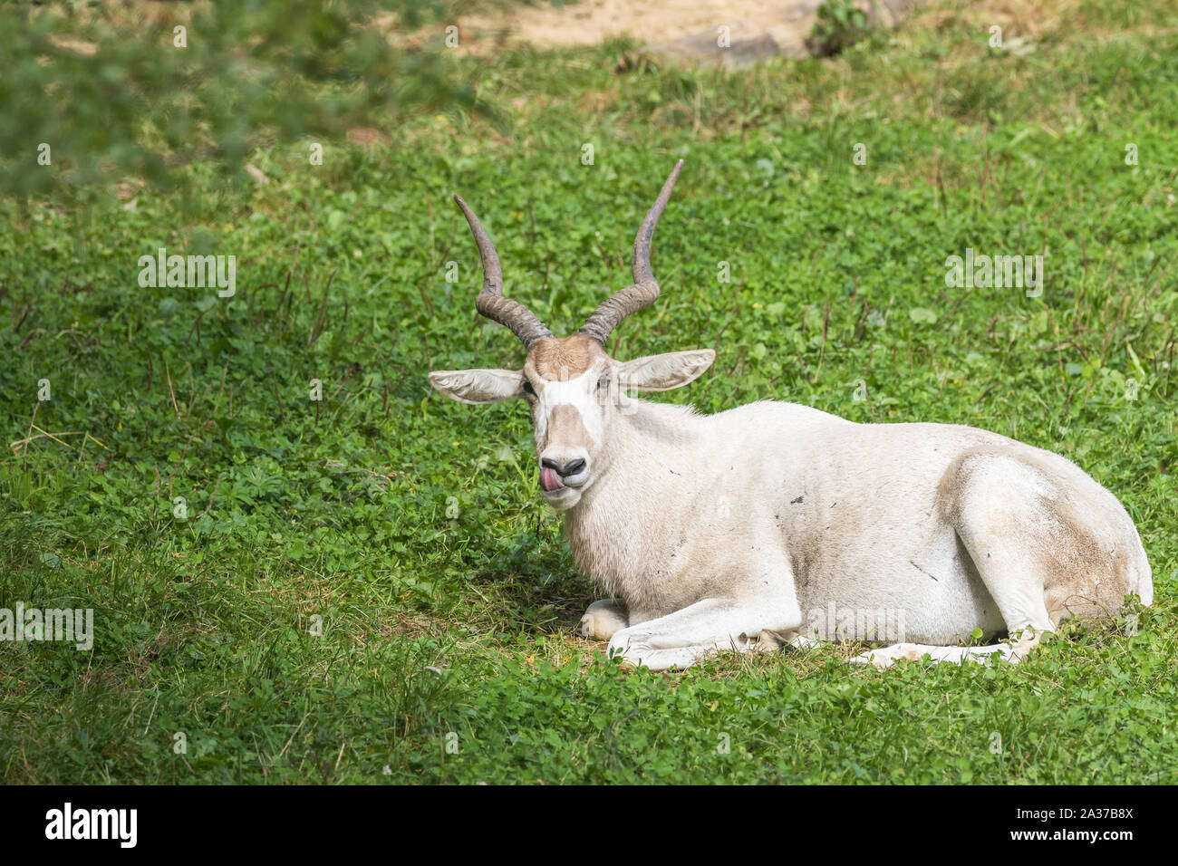 Portrait of lying Antilopa Adax outdoors. This species is almost ...