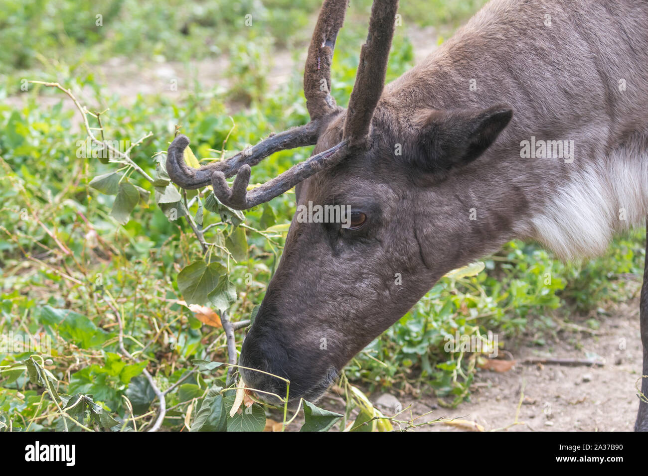 Portrait reindeer in natural hi-res stock photography and images - Alamy