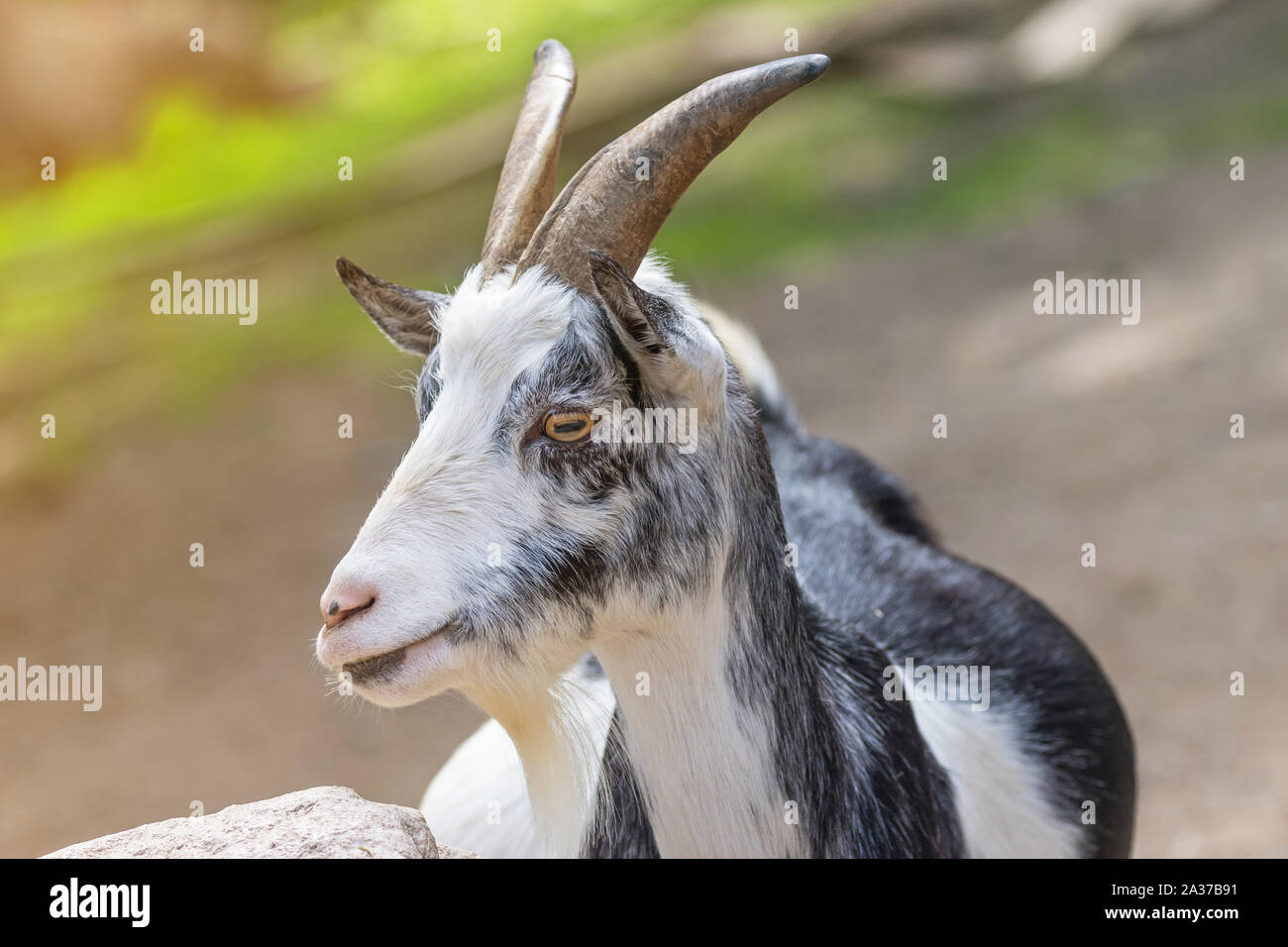 Portrait of Dutch Dwarf Goat closeup. Horizontally Stock Photo - Alamy