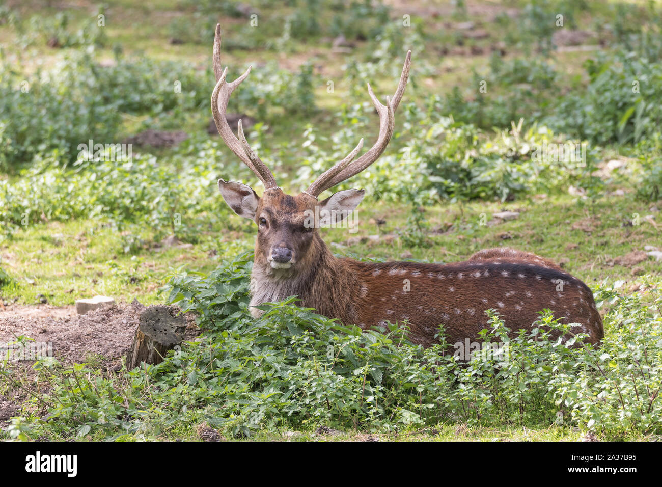 Side view of lying Persian fallow deer. The animal looking at the ...