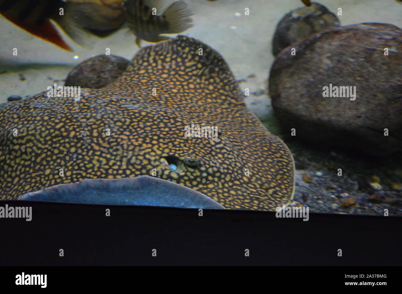 Tropical fish in aquarium, Berlin Stock Photo - Alamy