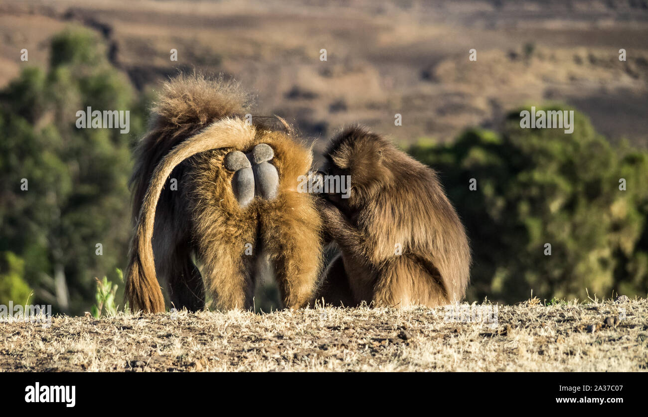 Gelada Baboon Theropithecus Gelada . Simien Mountains National Park ...