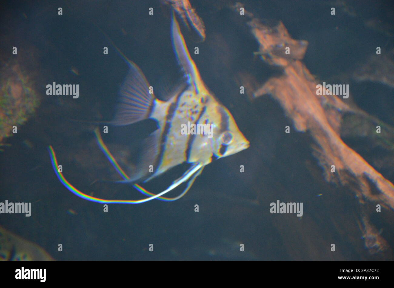 Tropical fish in aquarium, Berlin Stock Photo - Alamy