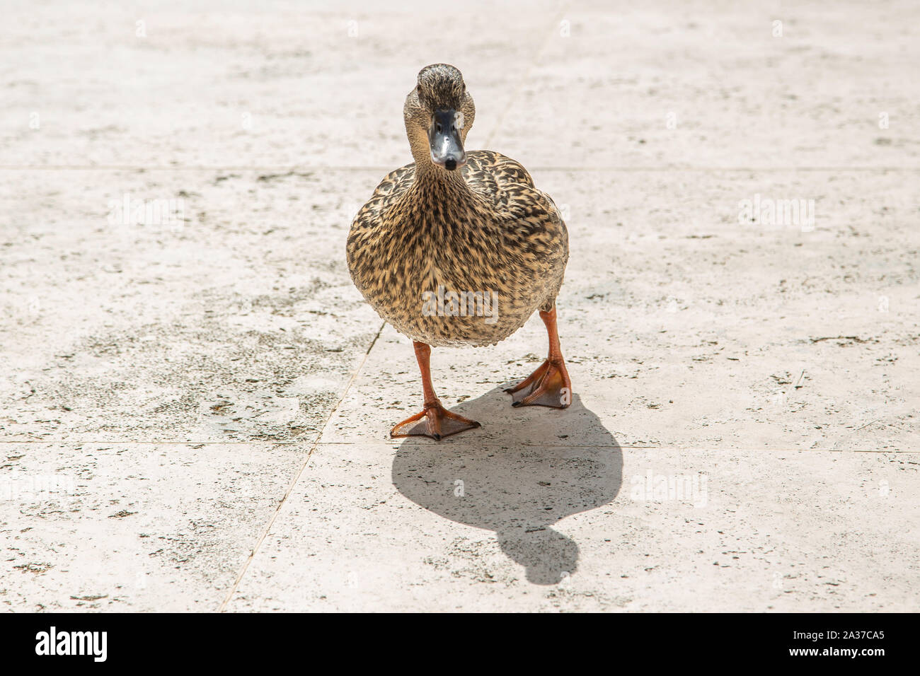 Anaheim ducks hi-res stock photography and images - Alamy