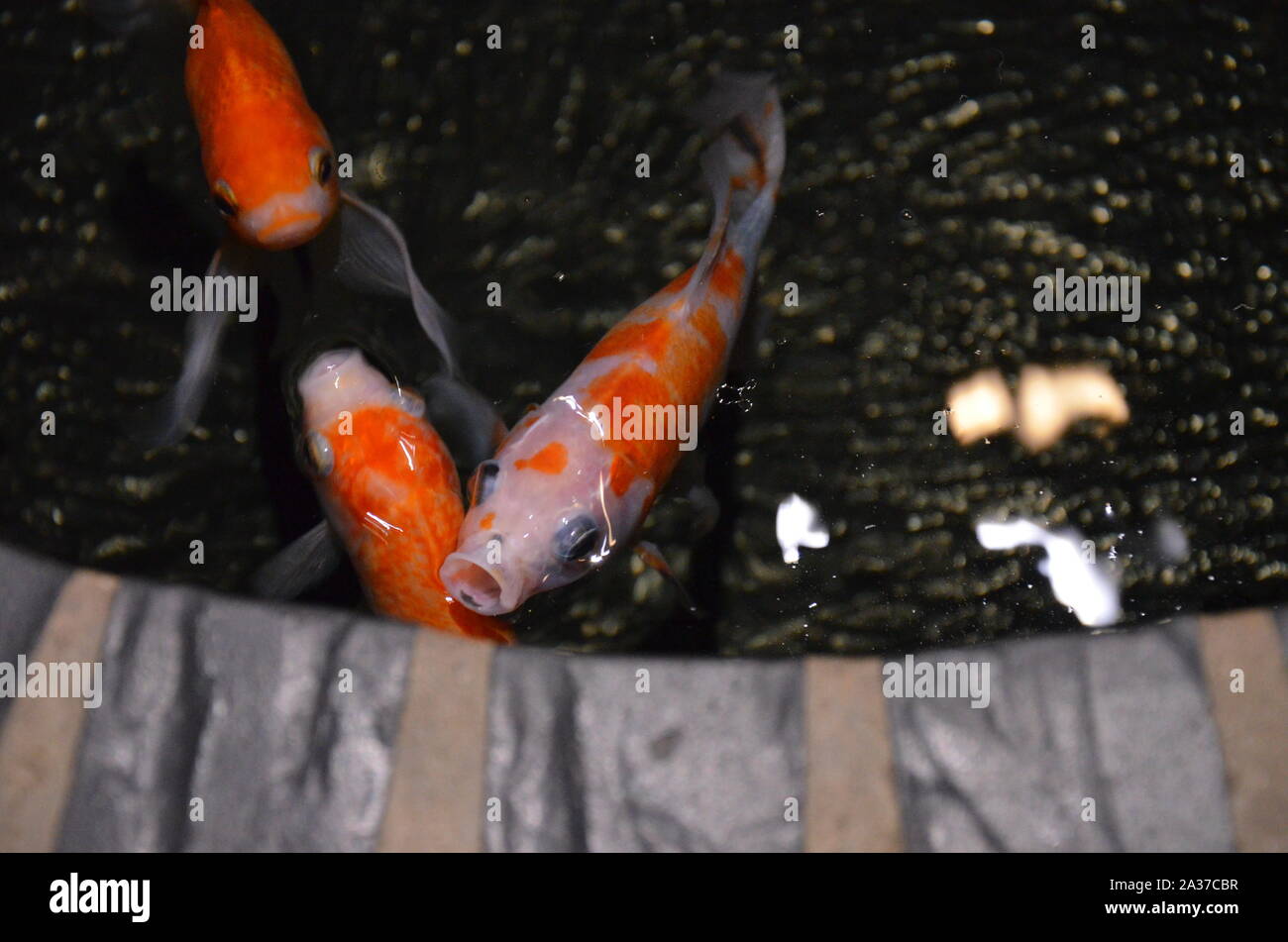 The marine life in aquarium of Berlin (Germany Stock Photo - Alamy