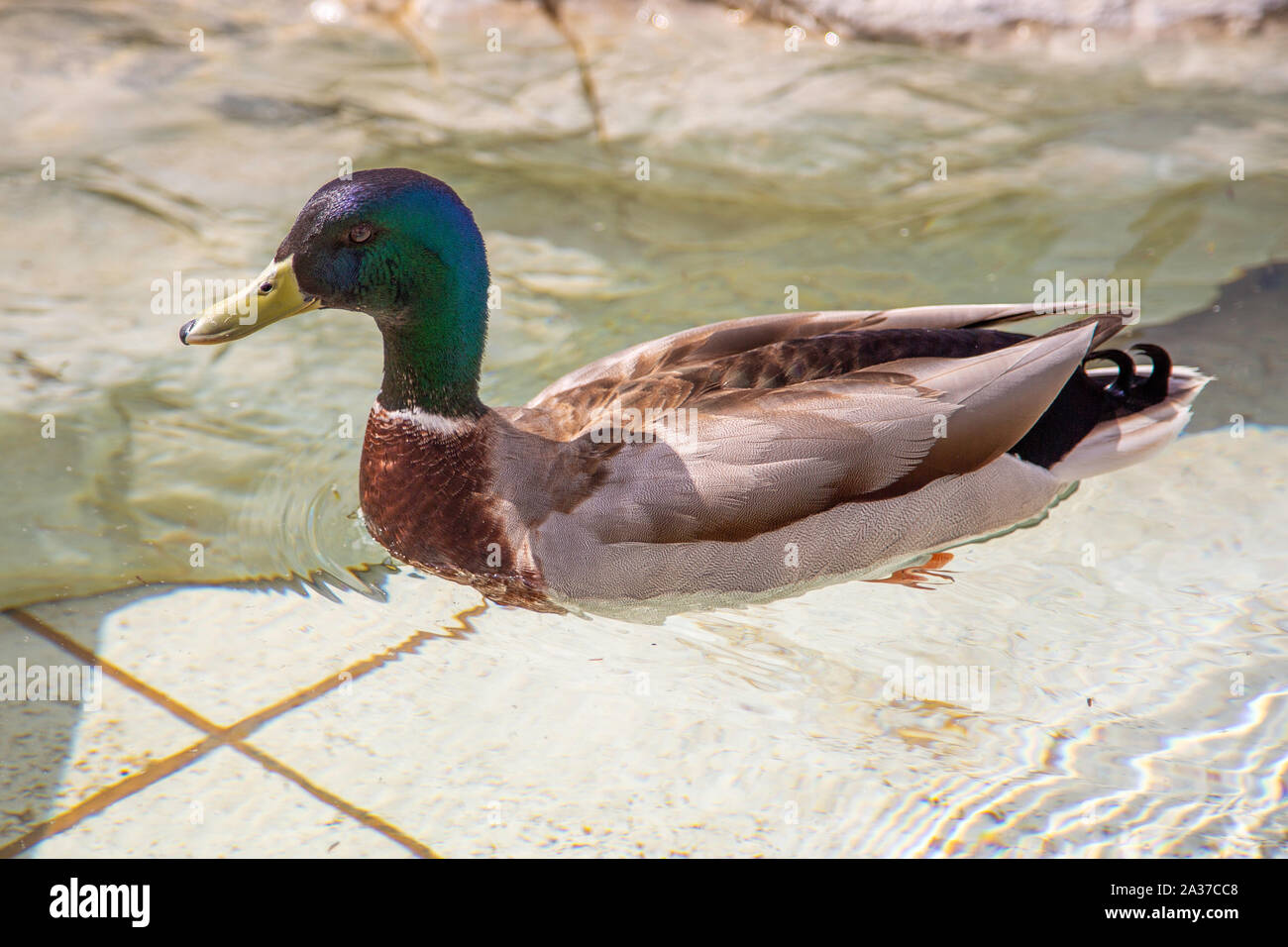 Anaheim ducks hi-res stock photography and images - Alamy