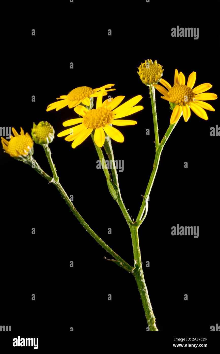 St james wort hi-res stock photography and images - Alamy