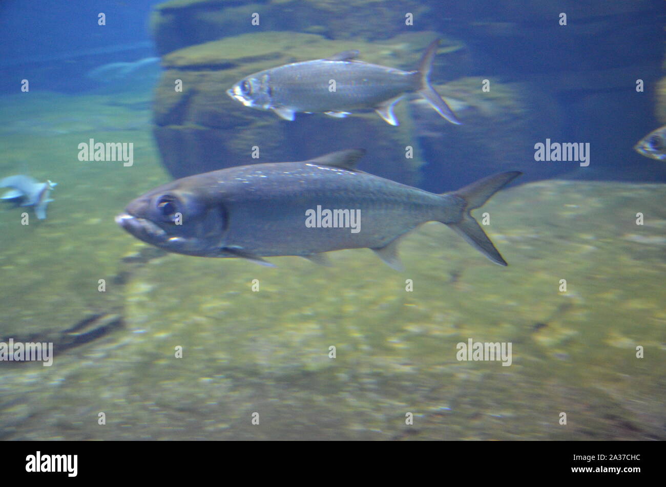 Lockdown fish Selene dorsalis Atlantic, aquarium Berlin Germany Stock ...