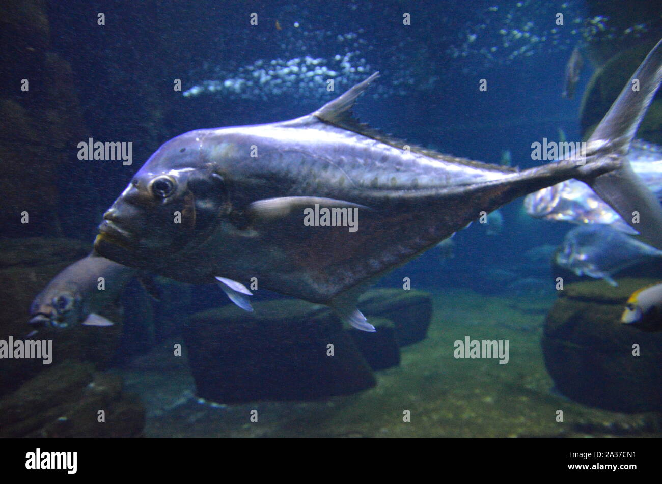 Atlantic salmon swimming close up hi-res stock photography and images ...