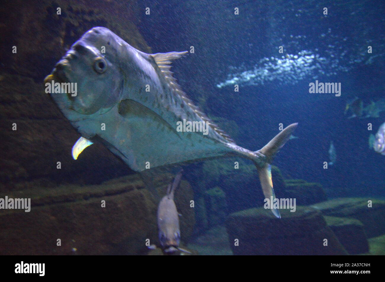 Lockdown fish Selene dorsalis Atlantic, aquarium Berlin Germany Stock ...