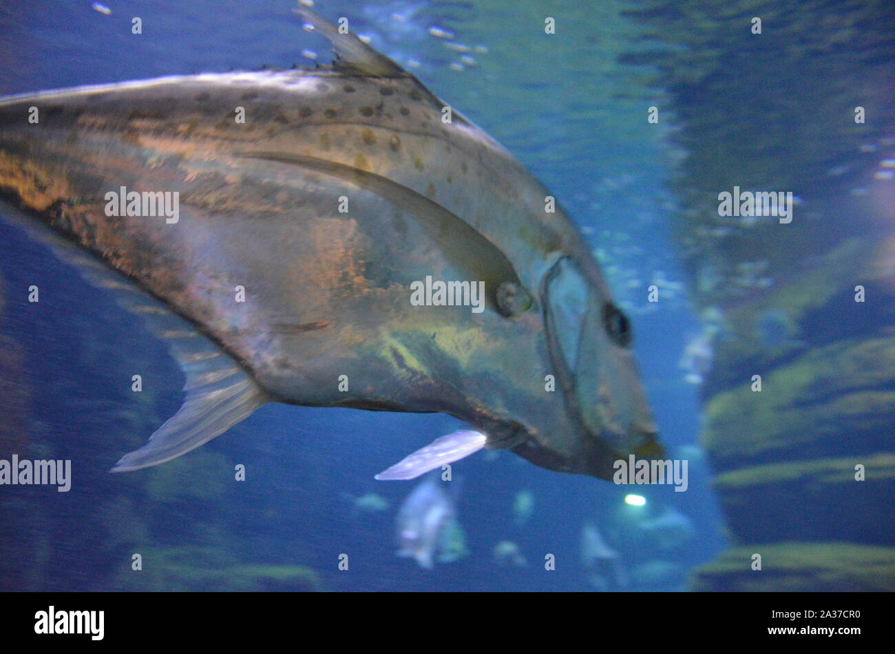 Atlantic salmon swimming close up hi-res stock photography and images ...