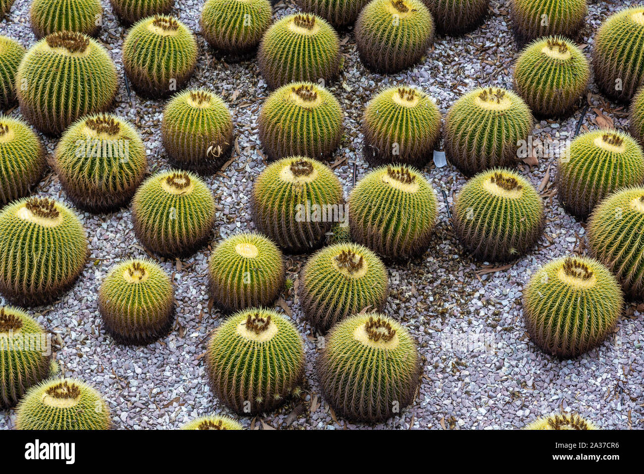 Getty museum cactus hi-res stock photography and images - Alamy