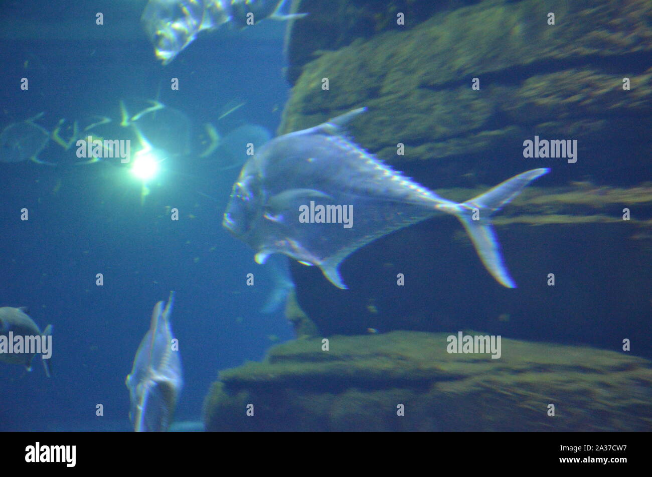 Lockdown fish Selene dorsalis Atlantic, aquarium Berlin Germany Stock ...