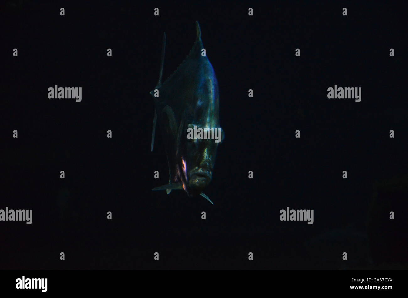 Lockdown fish Selene dorsalis Atlantic, aquarium Berlin Germany Stock ...