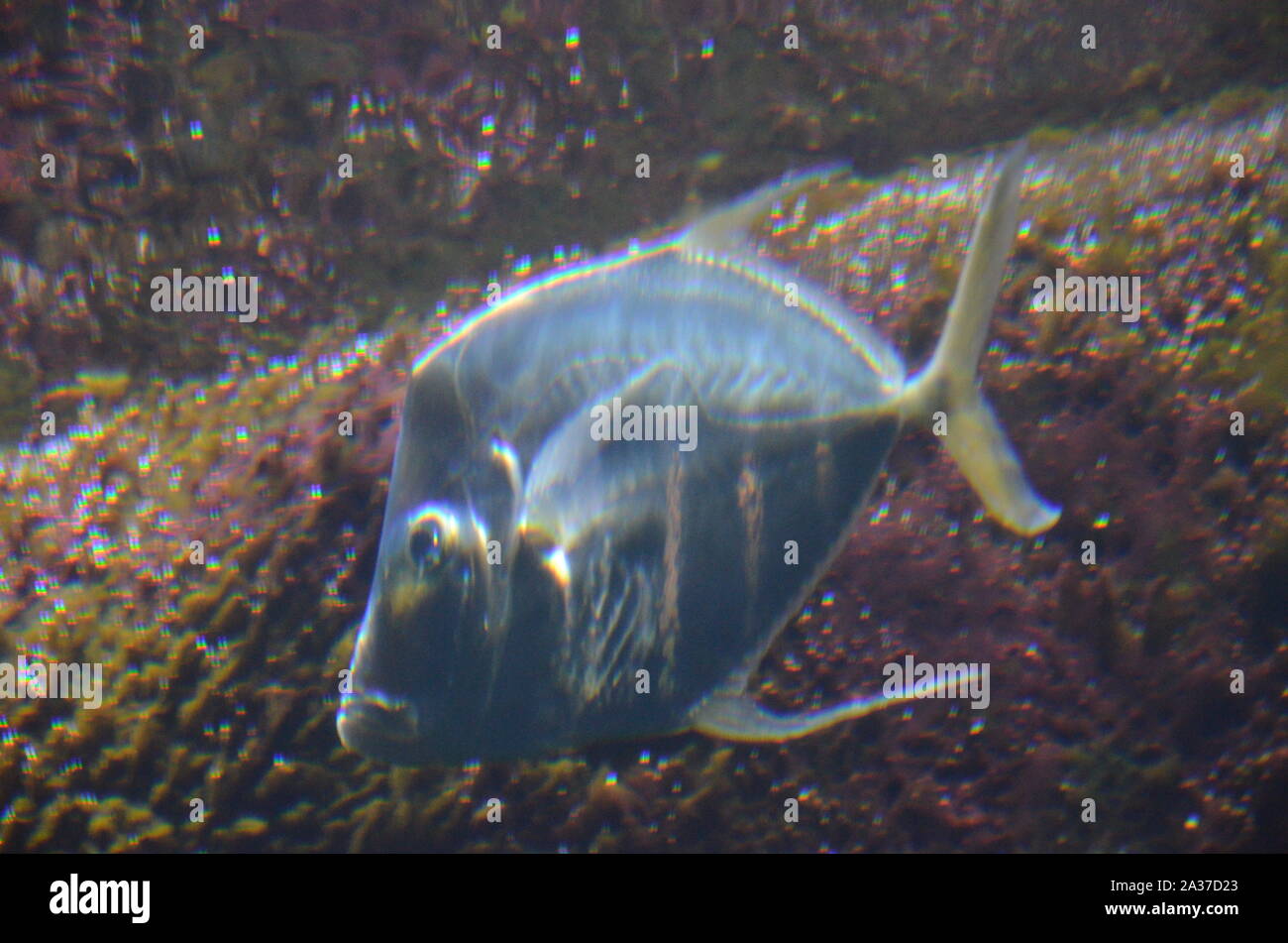 Atlantic salmon swimming in river hi-res stock photography and images ...