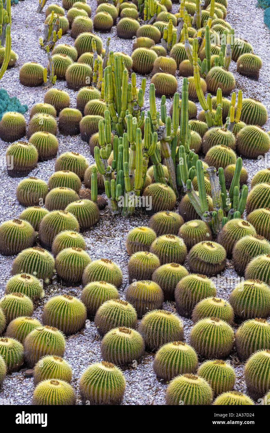 Getty museum cactus hi-res stock photography and images - Alamy