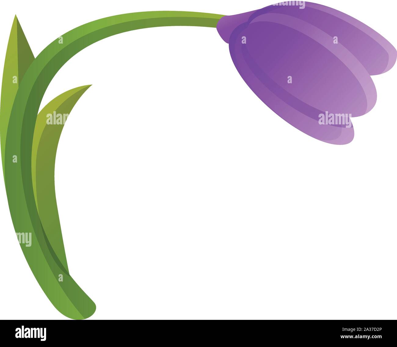 Botanical crocus icon. Cartoon of botanical crocus vector icon for web ...