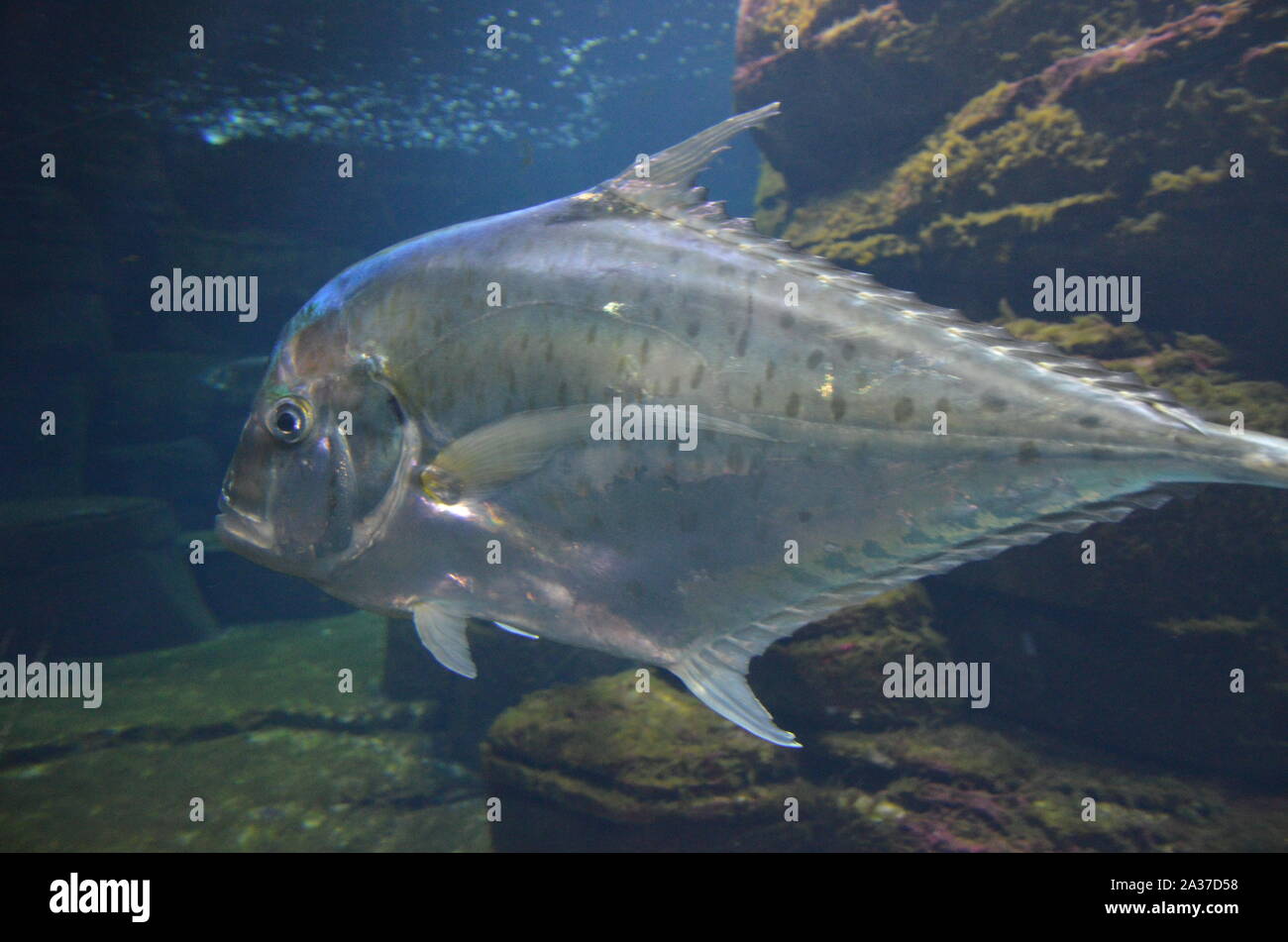 Lockdown fish Selene dorsalis Atlantic, aquarium Berlin Germany Stock ...