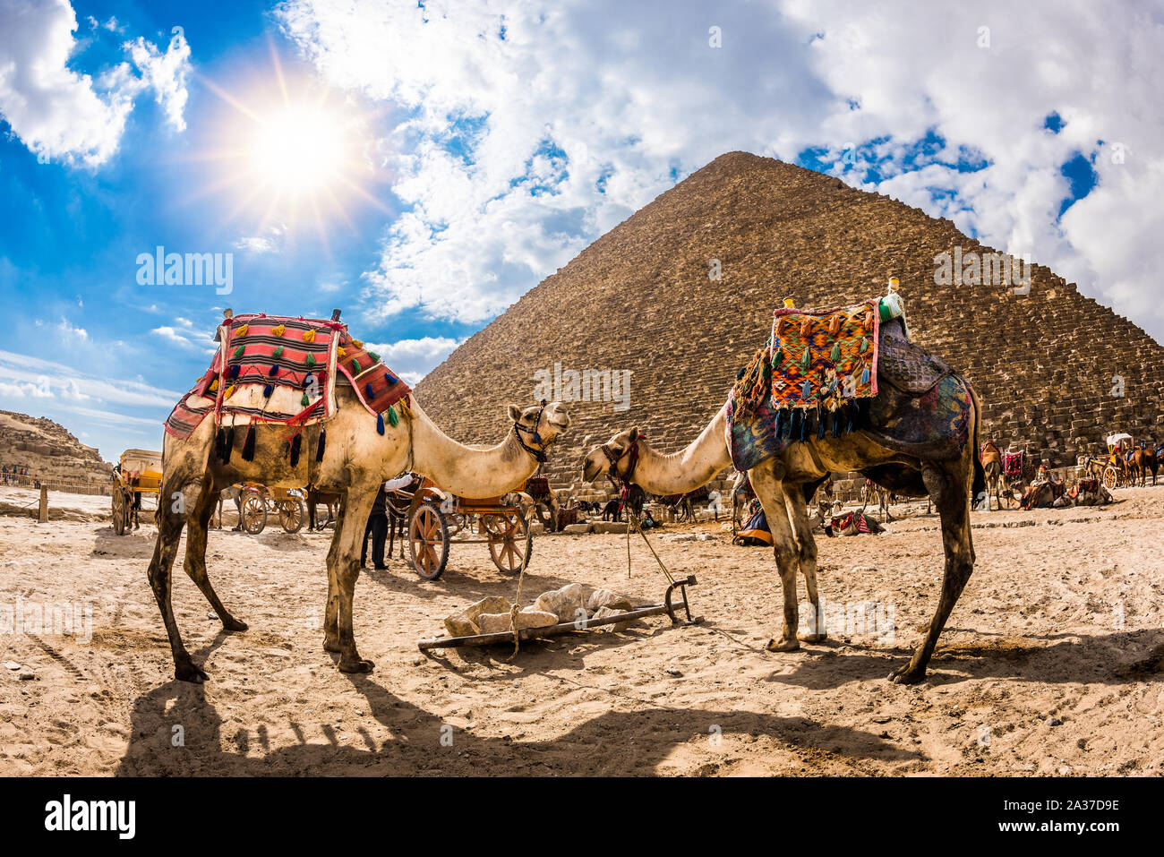 Two camels in front of the great pyramid of Giza, Egypt Stock Photo - Alamy