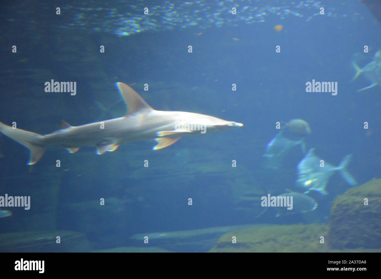 Shark in the aquarium of Berlin (Germany Stock Photo - Alamy