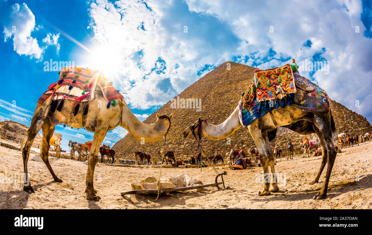 Two camels in front of the great pyramid of Giza, Egypt Stock Photo - Alamy