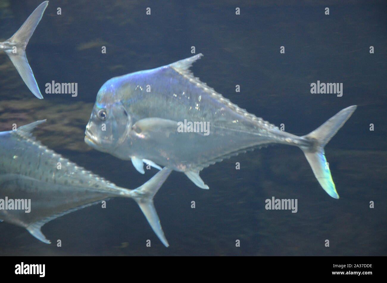 Lockdown fish Selene dorsalis Atlantic, aquarium Berlin Germany Stock ...