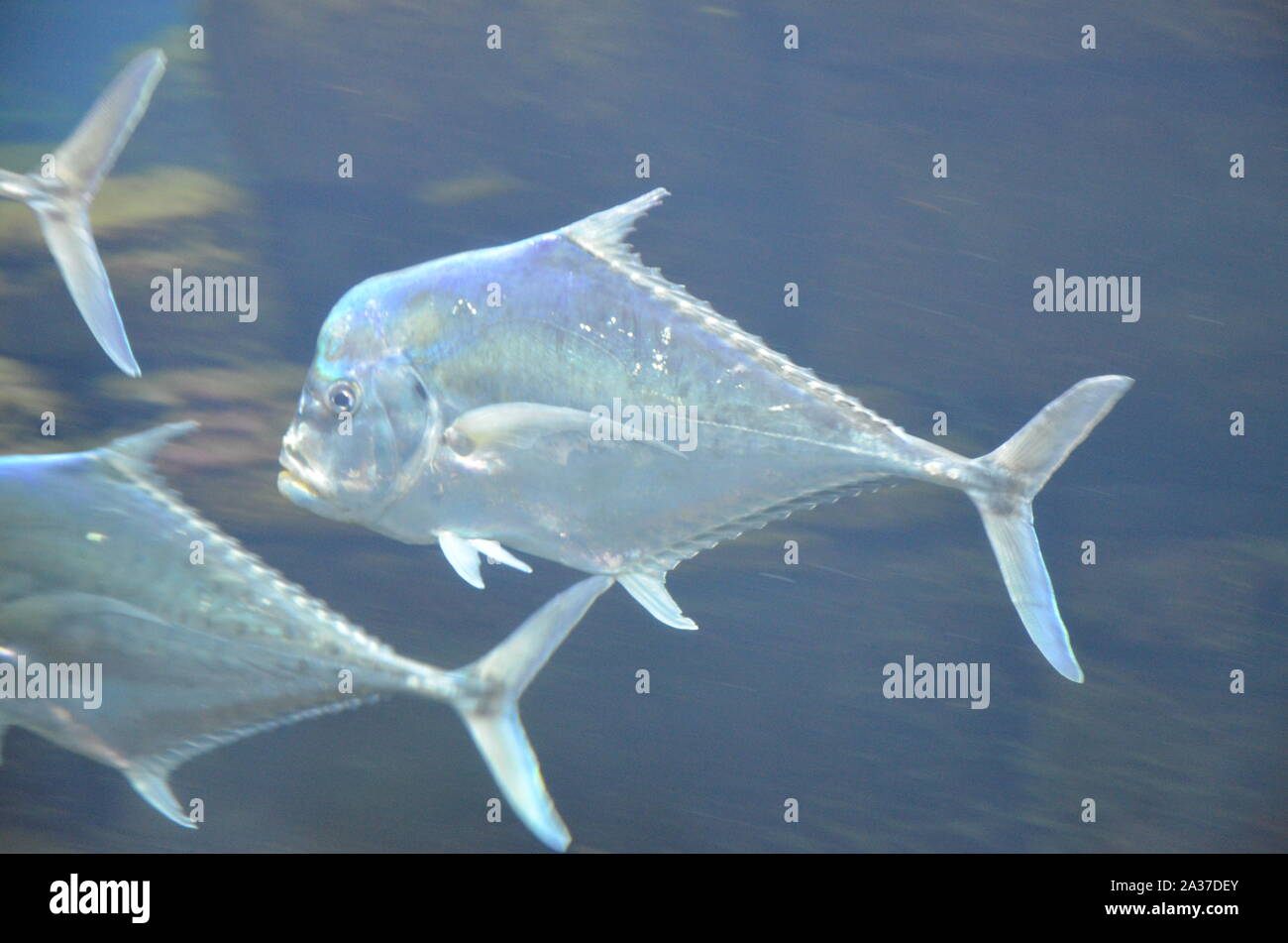 Lockdown fish Selene dorsalis Atlantic, aquarium Berlin Germany Stock ...