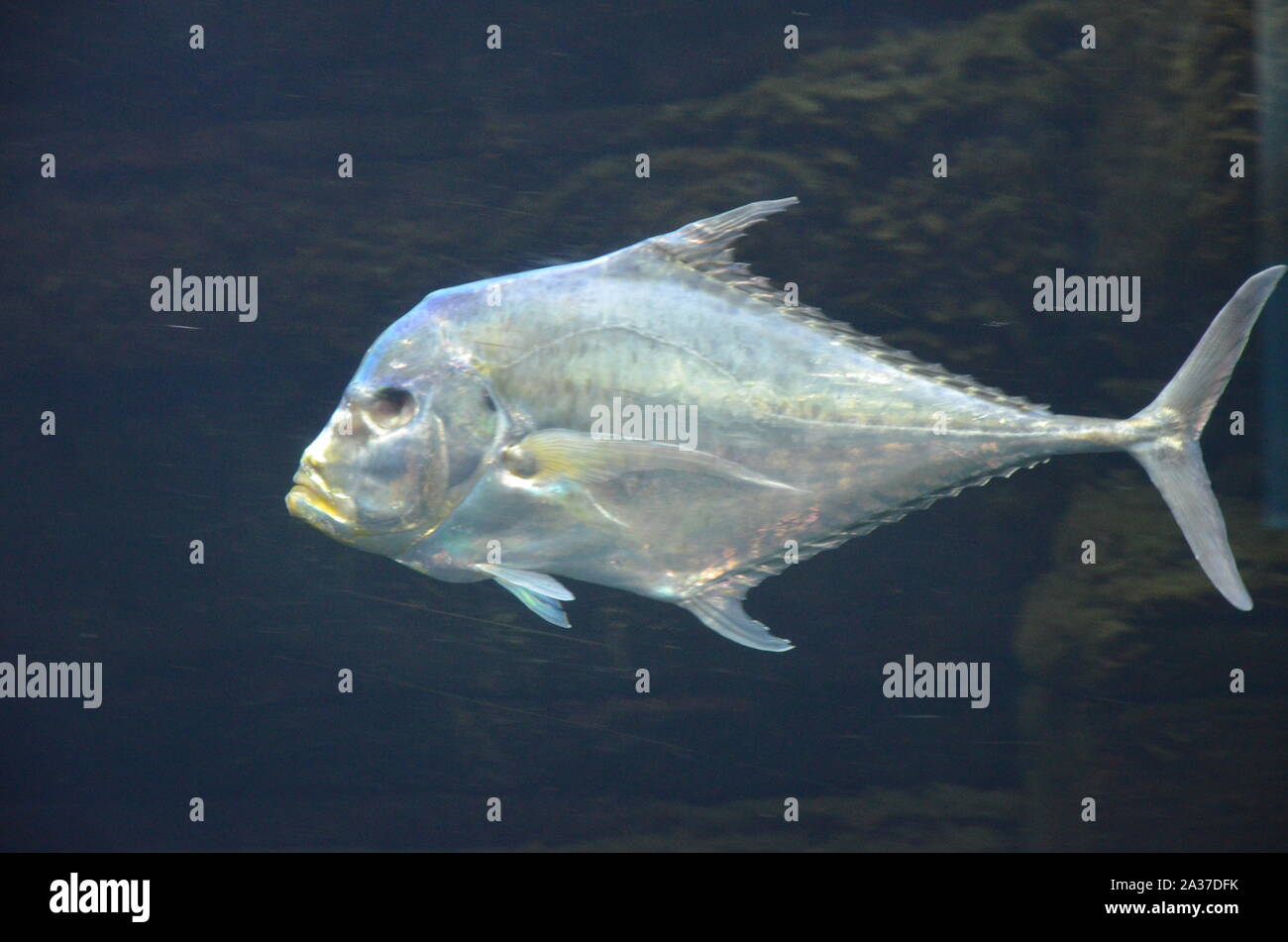 Atlantic salmon swimming in river hi-res stock photography and images ...