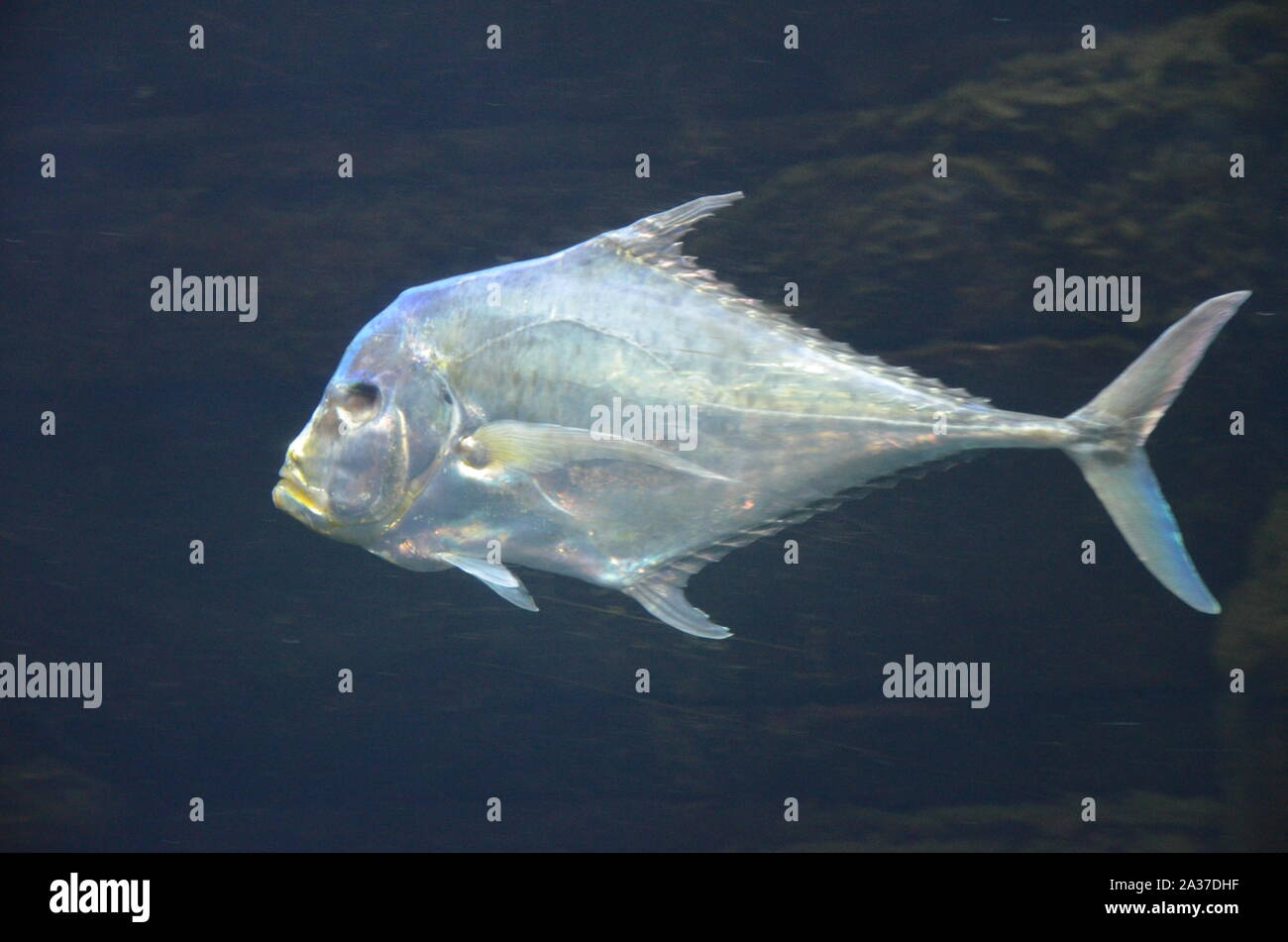 Lockdown fish Selene dorsalis Atlantic, aquarium Berlin Germany Stock ...
